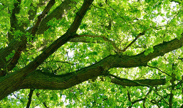 Understanding the Trinity - Understanding Christianity